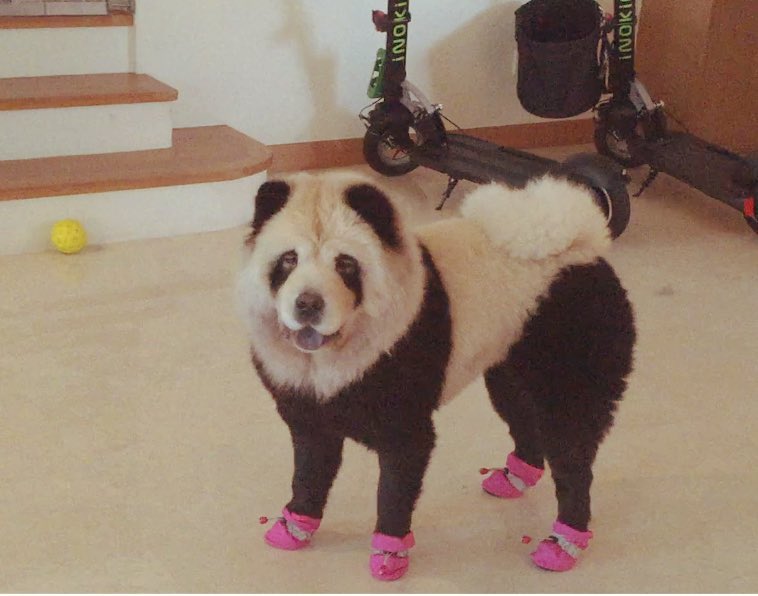 حقيقة تهجين الصين كلاب الباندا من دب الباندا - Da Begad ? ده بجد