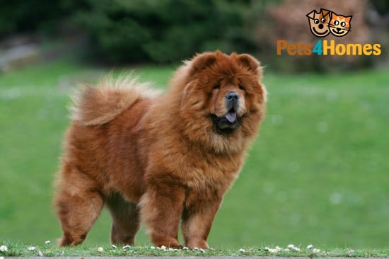 حقيقة تهجين الصين كلاب الباندا من دب الباندا - Da Begad ? ده بجد